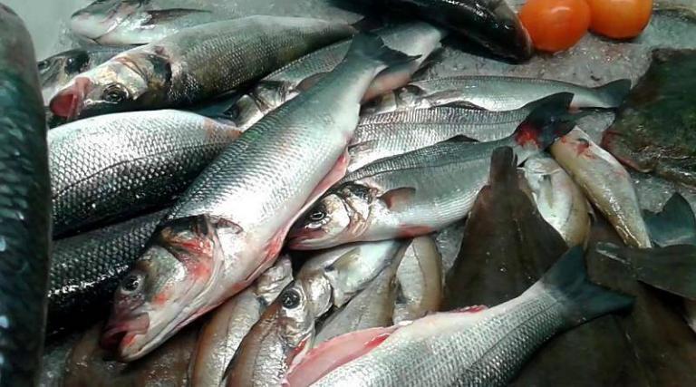 O sável é um peixe já apreciado pelos Romanos - Folclore.PT